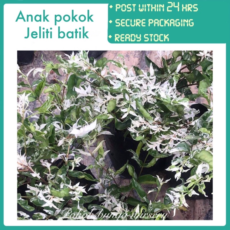 PBN - jeliti batik - anak pokok bunga nursery wrightia religiosa wangi ...