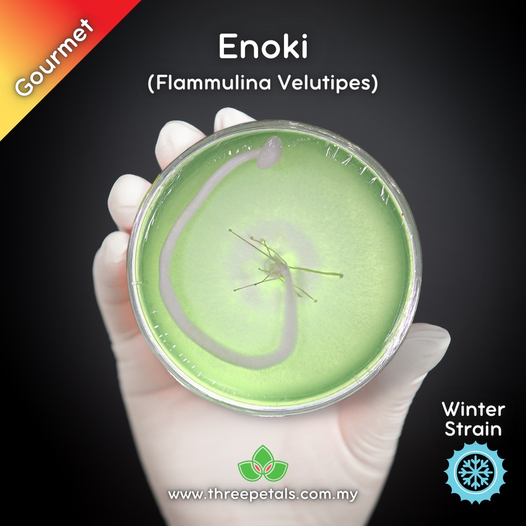 Enoki (Flammulina Velutipes) Live Mycelium Mushroom Culture Spawn Seed ...