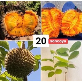 Pokok buah Soncoya purpurea Buah soncoya buah nona annona | Shopee Malaysia