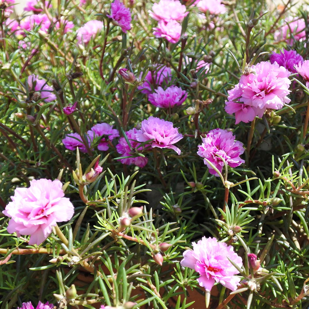 Ros Jepun Set Combo Carnation-Tiara 40 Keratan-Mixed 20 Warna/ID Random ...