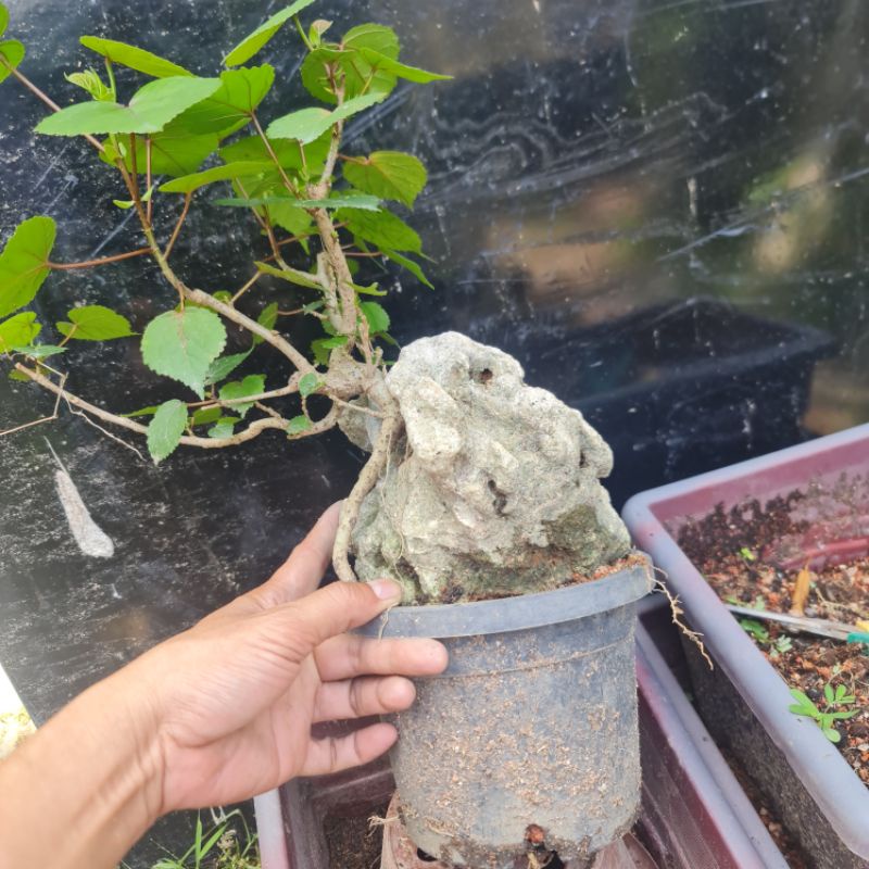 bonsai bebaru taiwan dalam batu | Shopee Malaysia