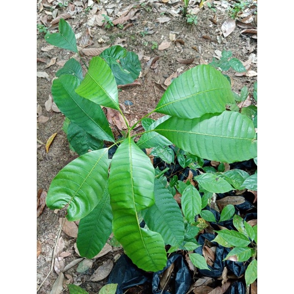 anak pokok bacang semaian biji benih | Shopee Malaysia