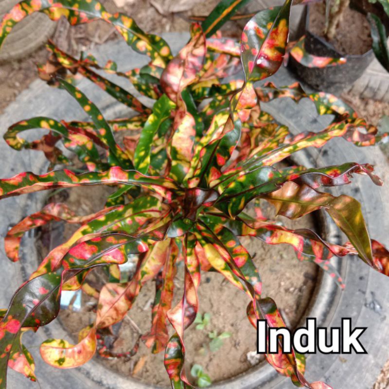 Live Plant Pokok Puding Mayang Mengurai Lemak Ketam Merah/ Croton ...
