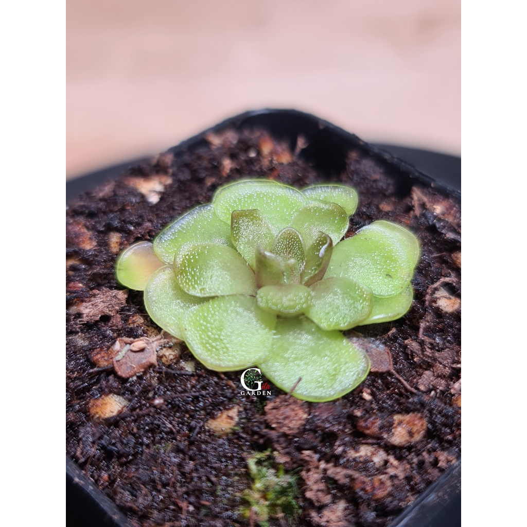 Pinguicula Reticulata (RARE) [Butterwort, Pinguicula][Carnivorous ...