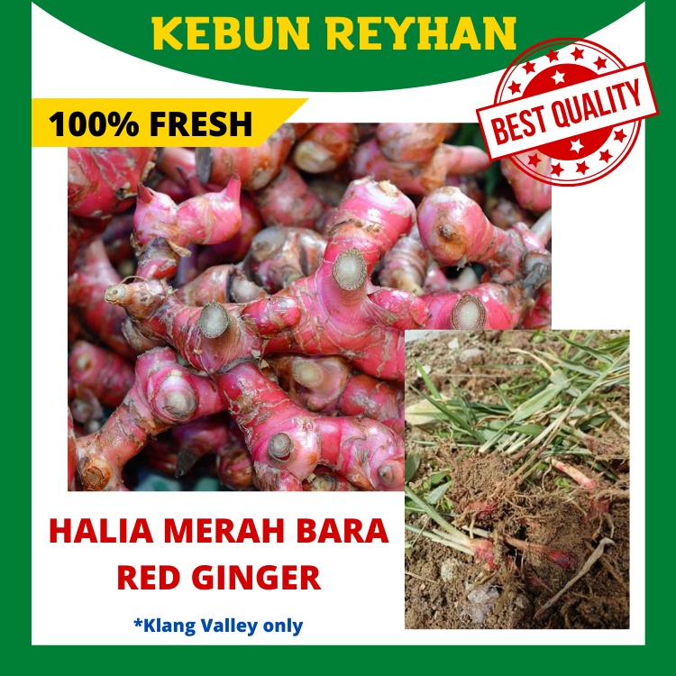 [PRE-ORDER] Fresh Organic Segar 100g Halia Bara/ Halia Merah / Jahe ...