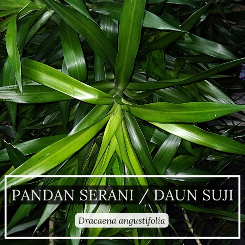 Organic Green Coloring | Pandan Serani | Daun Segar | Sekilo | Shopee ...