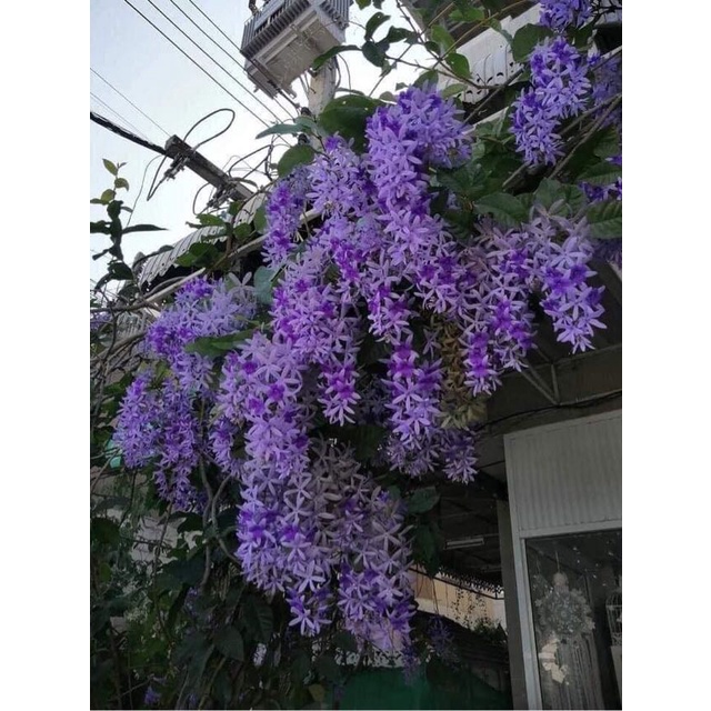 ANAK POKOK BUNGA SANDPAPER VINE PURPLE. BUNGA SANDPAPER UNGU. READY ...