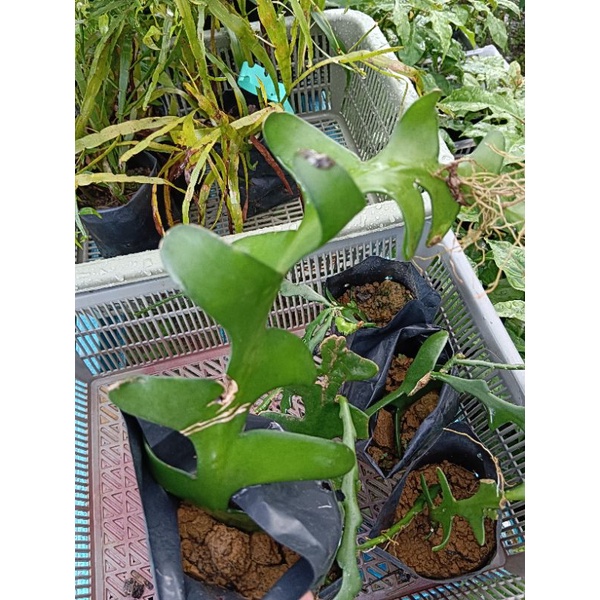 Bakawali / Pokok Bakawali / Bakawali Fishbone / Anak Pokok / bakawali ...