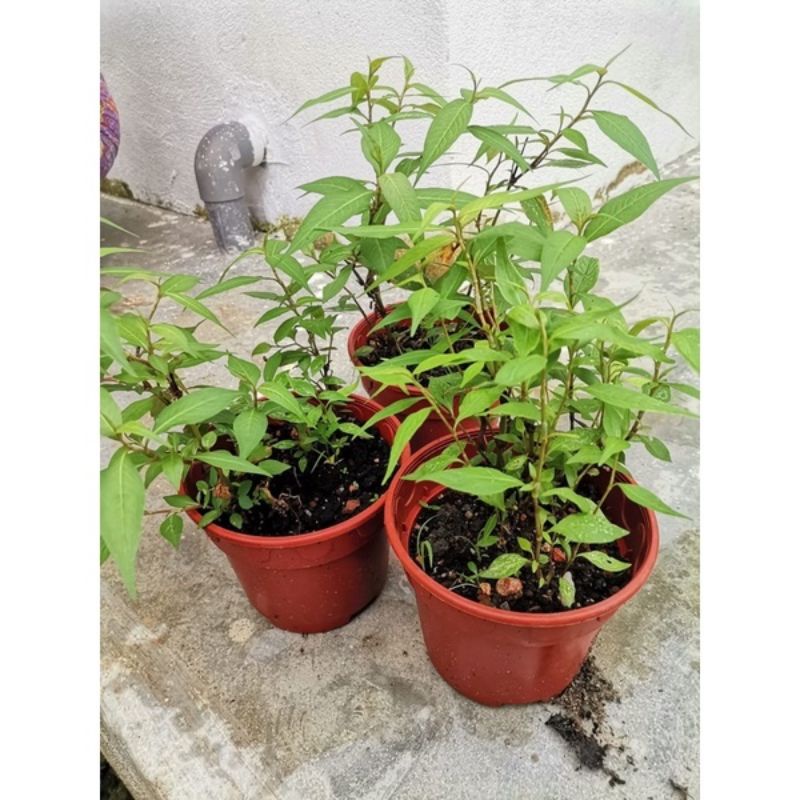 Anak pokok daun kesom | Shopee Malaysia