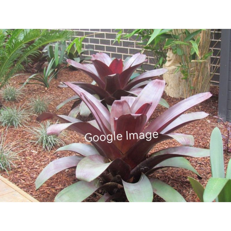 Alcantra Imperialis (Imperial Bromeliad/Giant Bromeliad) | Shopee Malaysia