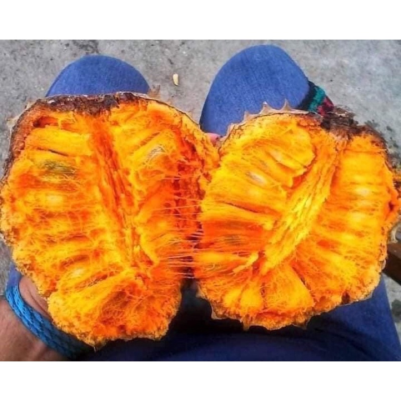 Pokok buah Soncoya purpurea Buah soncoya buah nona annona | Shopee Malaysia