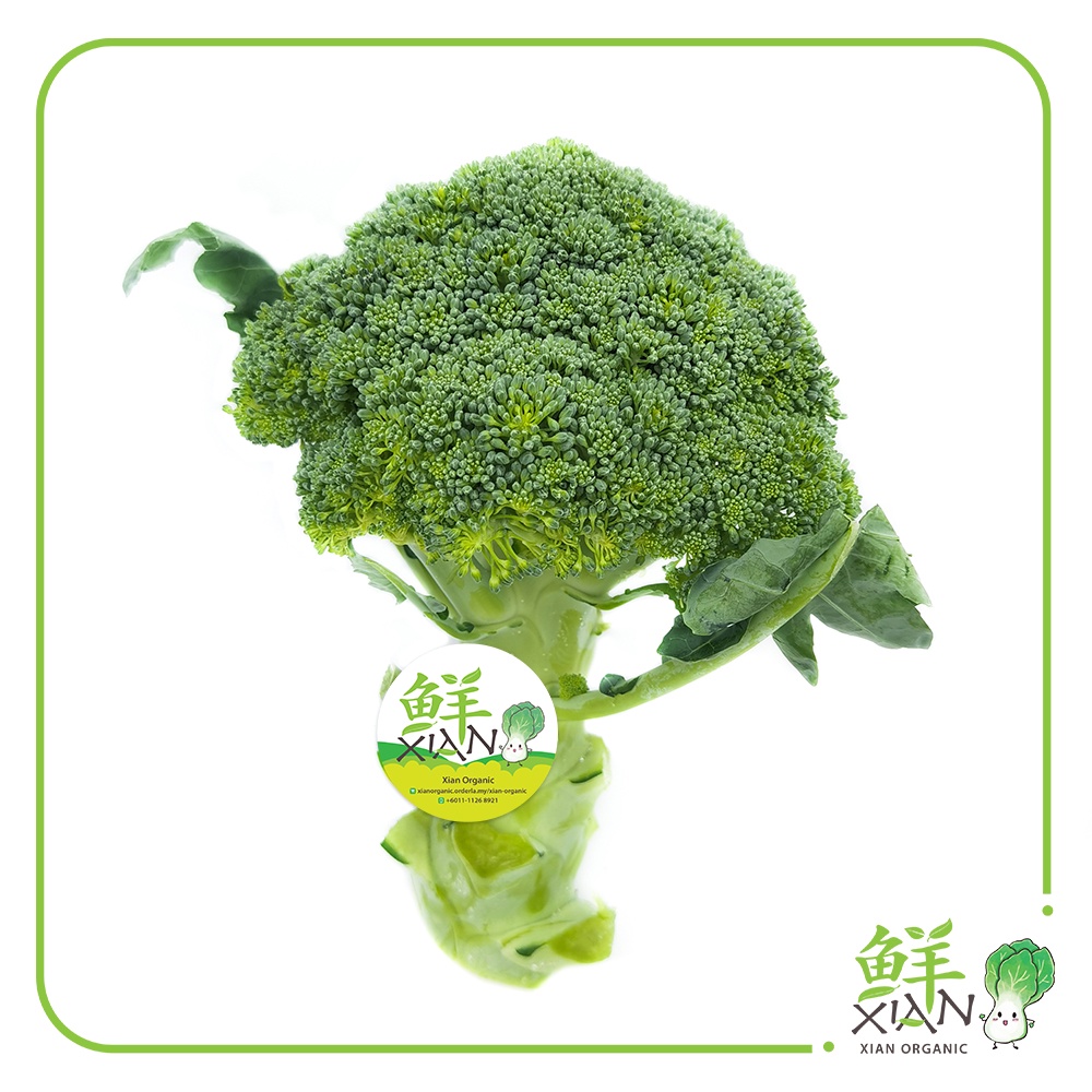 Organic Broccoli (500g) | Shopee Malaysia
