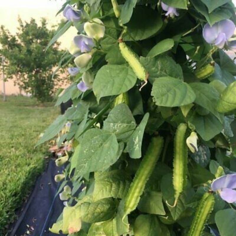 Kacang Botor / Kacang Botol / Kacang Kelisa / Winged Bean | Shopee Malaysia