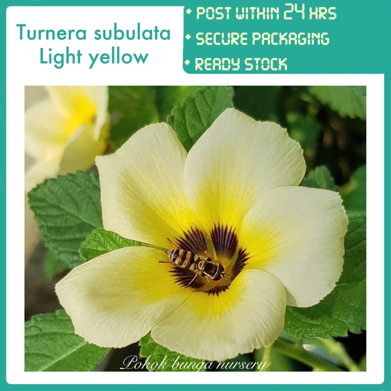 PBN - turnera subulata light yellow - anak pokok bunga nursery kuning ...