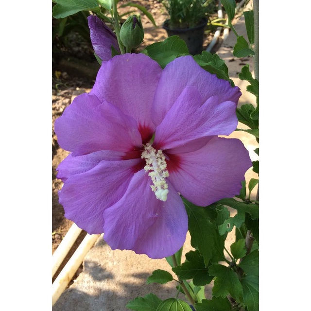 Anak Pokok Bunga Raya/Hibiscus Rose Of Sharon Selapis | Shopee Malaysia