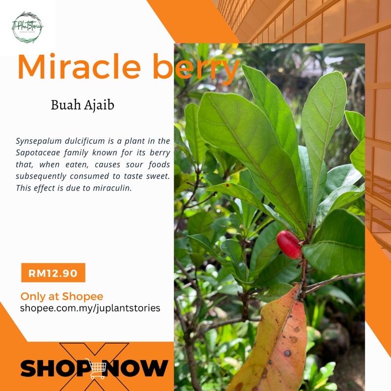 Pokok ajaib / buah ajaib / miracle fruits / miracle berry | Shopee Malaysia