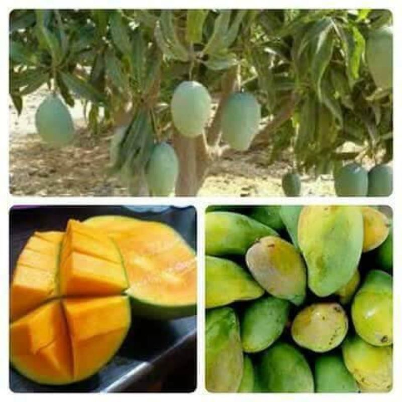 Pokok Mangga Harum Manis Ori Hybrid Ready Stock. | Shopee Malaysia