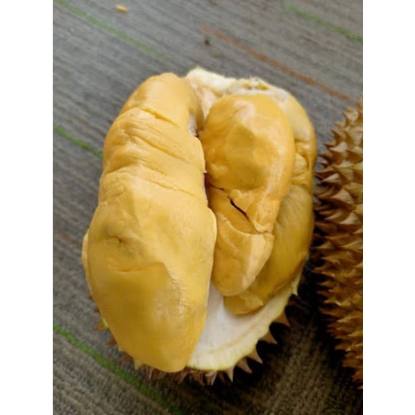 Pokok Durian Kacang Hijau | Durian Gor Hot | D15 | Shopee Malaysia
