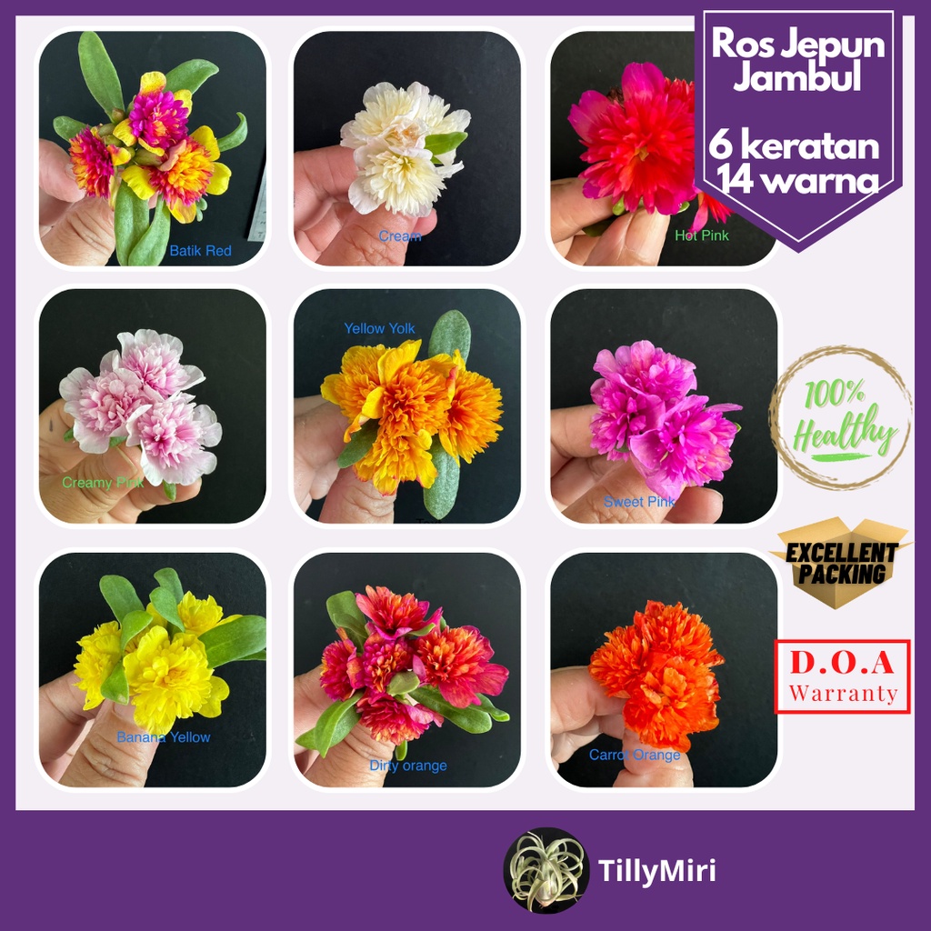 Ros Jepun (Moss-Rose Purslane) Jenis Jambul Ready Stock! | Rose Jepun | Japanese Rose | Shopee ...