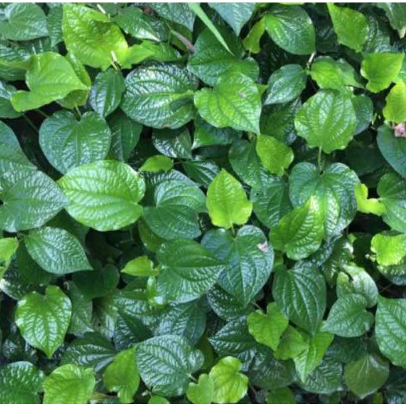 BUY 3 FREE 1 Pokok Miang Kham / Pokok Daun Kaduk / Piper Sarmentosum ...