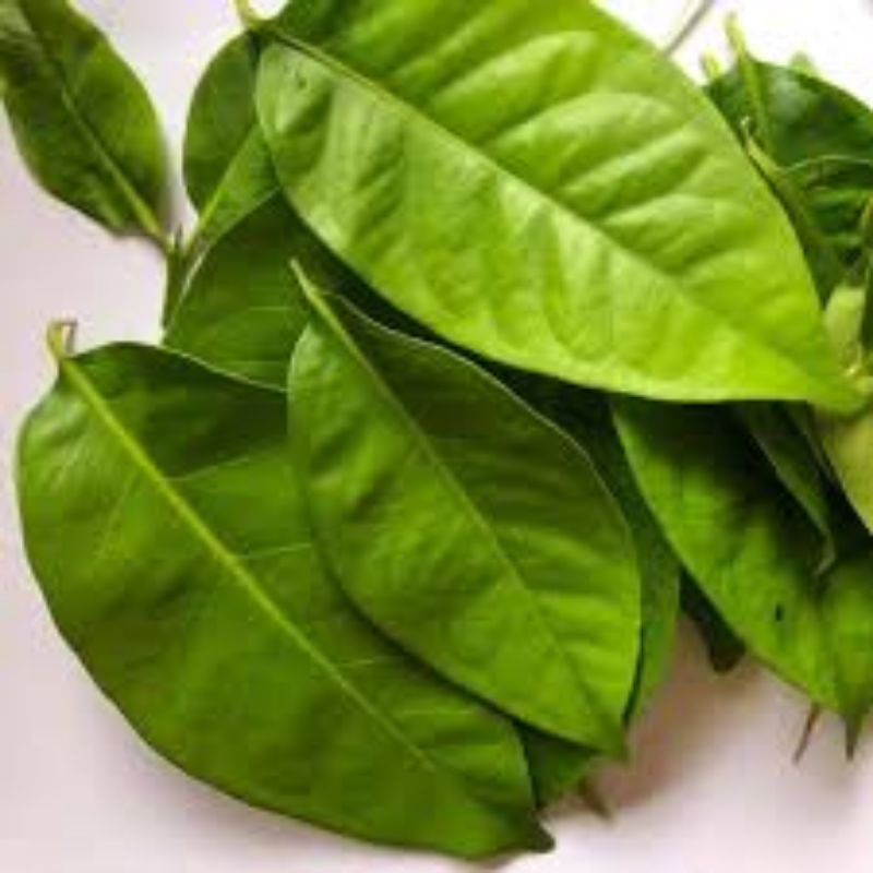 Daun Salam Segar / Bay Leaf / Daun Serai Kayu ( 25g ) | Shopee Malaysia