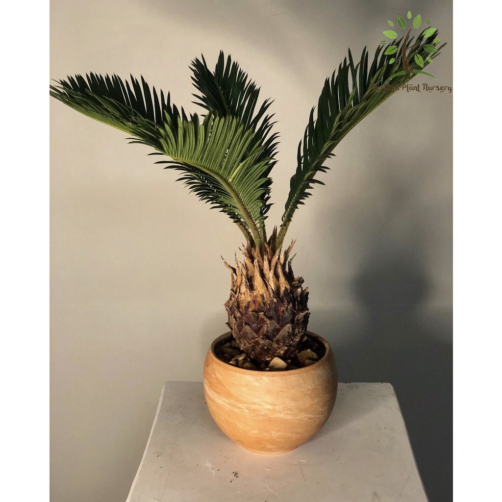 Berjaya Plant Nursery - Sago Palm/Cycas Revoluta(Pokok Bunga Hidup ...