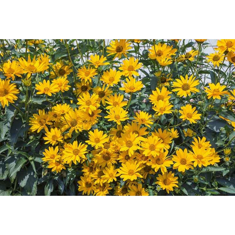Anak Pokok Jerusalem Artichoke aka Sunroot aka Sunchoke | Shopee Malaysia