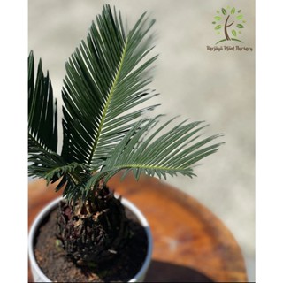 Berjaya Plant Nursery - Sago Palm/Cycas Revoluta(Pokok Bunga Hidup ...