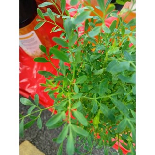 Ruta Graveolens... Daun busuk / Pokok Garuda / Halau Nyamuk /Pokok ...