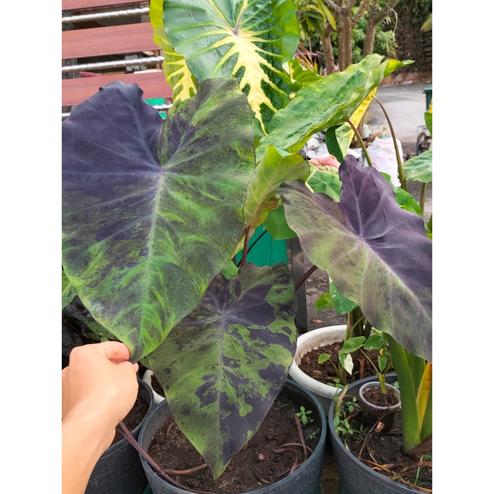 Colocasia Anubis Rare | Shopee Malaysia