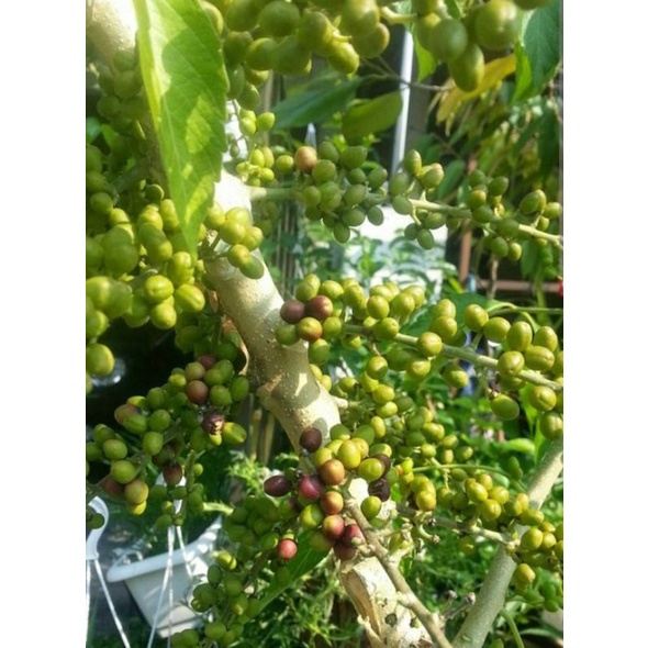 Anak Pokok Melada Pahit @ Bisul (polibag) | Shopee Malaysia