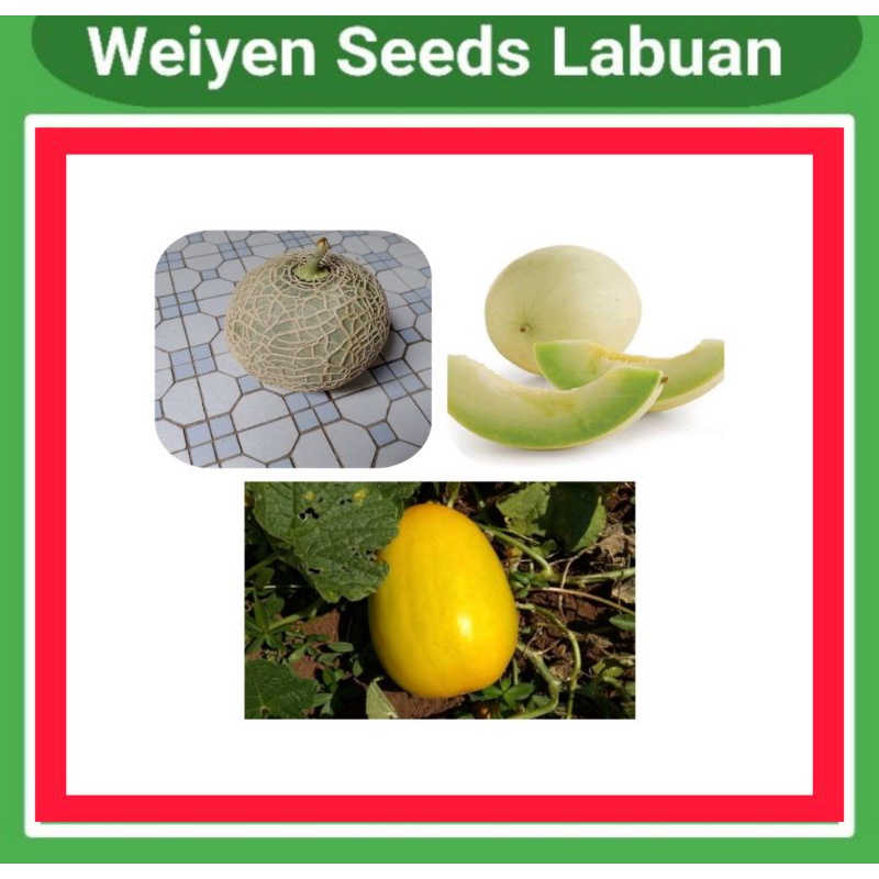 Timun Suri@Batad/Rock melon/Honeydew (biji benih) | Shopee Malaysia