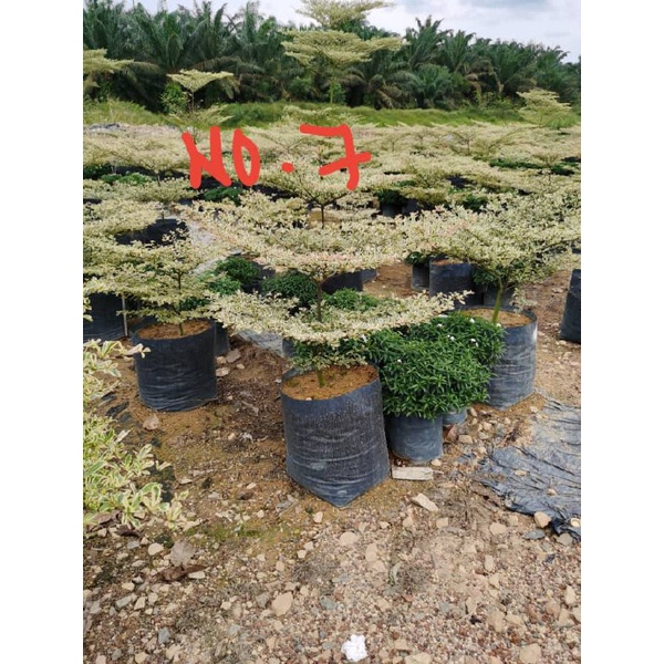 GPS Green Plant Society Live Tree Bucida Variegated 3 Layer | Shopee ...
