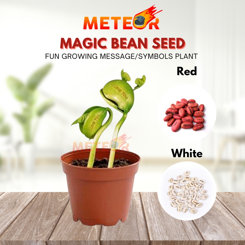 Magic Bean Seeds (2 pcs) Decoration Beans Seeds Bonsai Green Mixing ...
