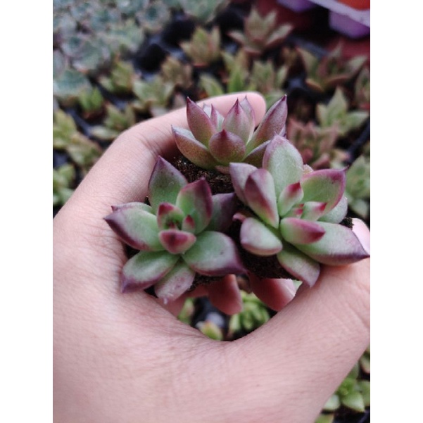 紅騎士 Echeveria agavoides romeo - 多肉植物 Succulent Plants | Shopee Malaysia