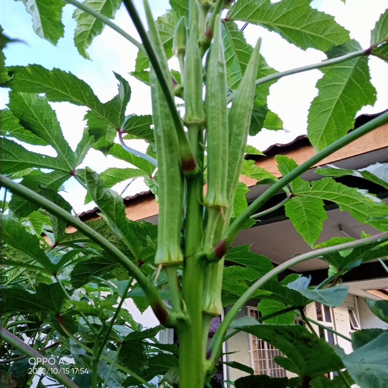 Biji benih kacang bendi kampung | Shopee Malaysia