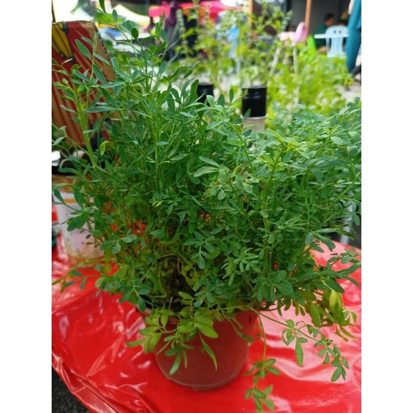 Ruta Graveolens... Daun busuk / Pokok Garuda / Halau Nyamuk /Pokok ...