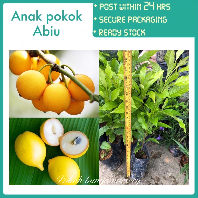 PBN - pokok abiu - anak pokok bunga nursery 2 kaki lbh tinggi tall ...