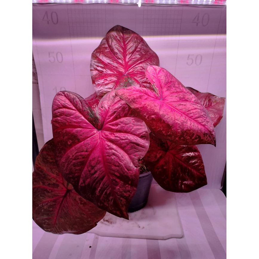Caladium Red Devil Keladi | Shopee Malaysia