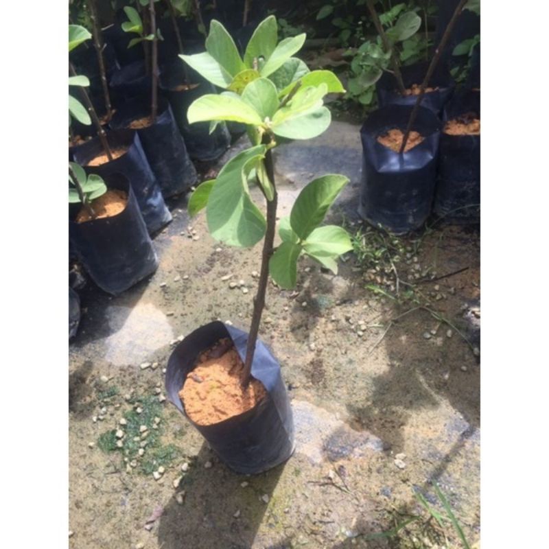 Pokok jambu batu lohan/ hybrid 1 pokok | Shopee Malaysia