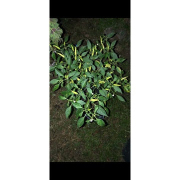 pokok lada burung . cili burung bara. ready stock | Shopee Malaysia