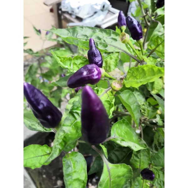 BENIH CILI PURPLE 20pcs | Shopee Malaysia