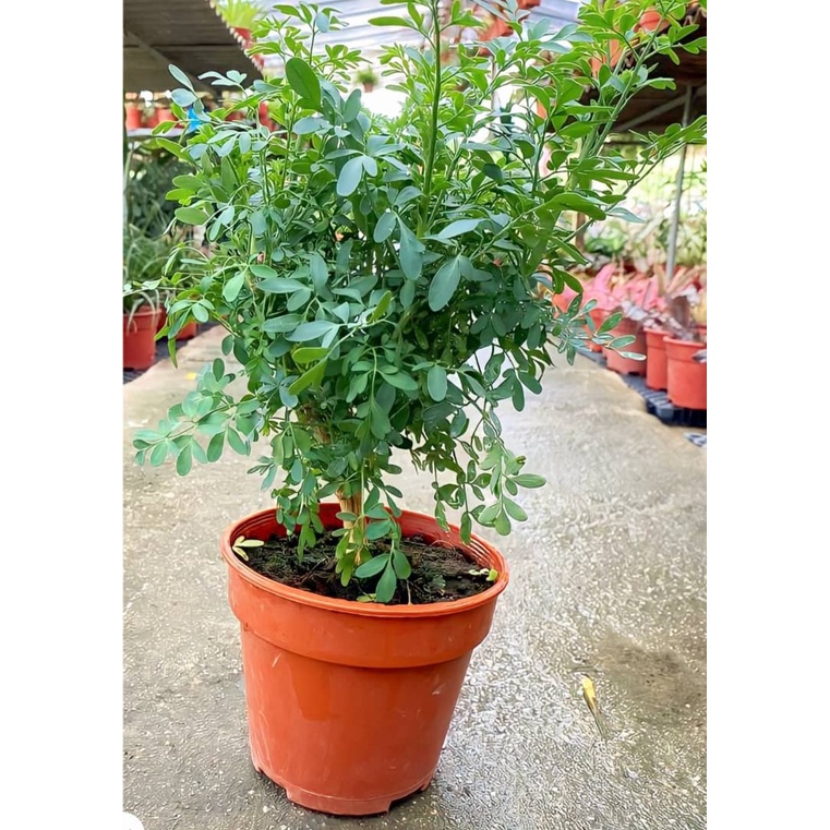 [AR Nursey] Rue/Ruta Graveolens Wangi/Pokok Daun Busuk 38cm Pot Live ...