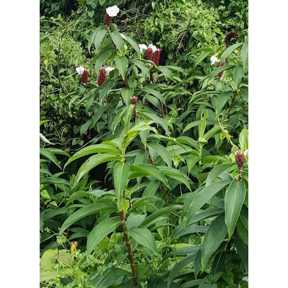 4 Keratan Batang Pokok Setawar Hutan.. | Shopee Malaysia