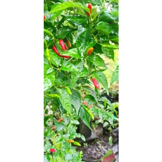 Cili Burung/ Cabai Burung/ Cili kampung 100g | Shopee Malaysia