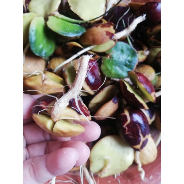 Jering Cambah, Jering semai fresh | Shopee Malaysia