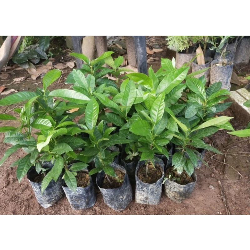 Anak Pokok Salam @ serai kayu | Shopee Malaysia