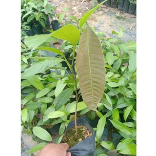 KKB Anak Pokok Kundang,Remia, Gemia, Buah Star/Staq | Shopee Malaysia