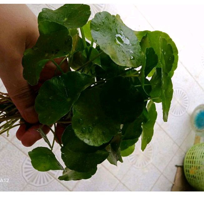 anak pokok pegaga gajah / daun besar.. | Shopee Malaysia