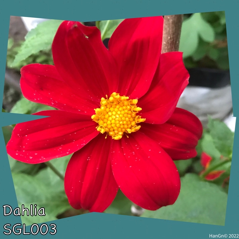 Dahlia Tuber Type SGL003 JP Red Single (Mignon Series Collection Dec'22 ...